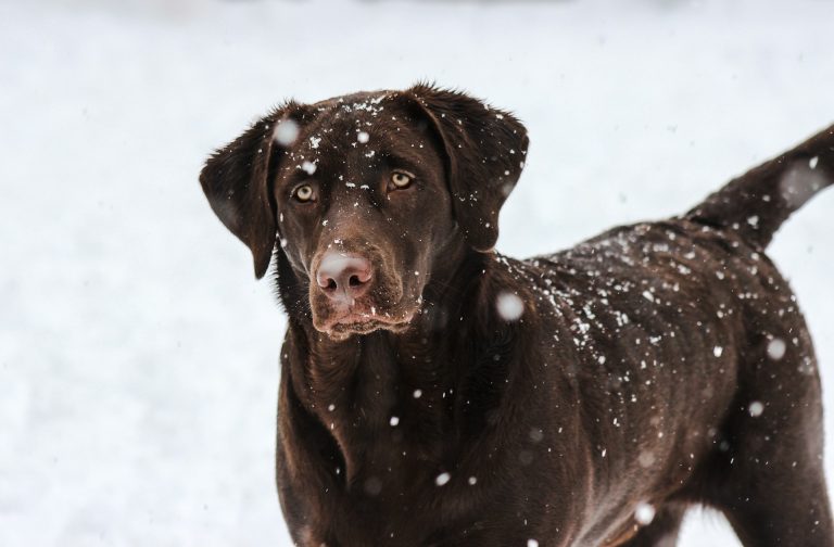60 Dog Names Inspired by Winter - The Naming Nook