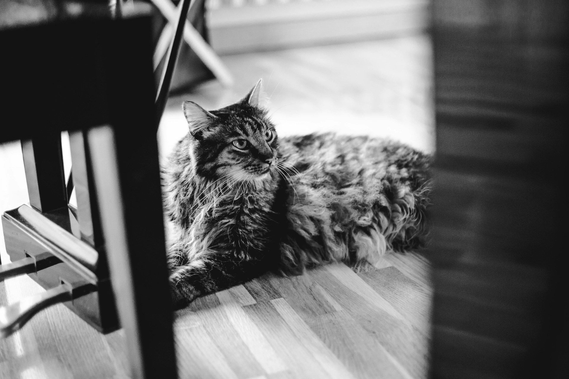60 Musician-Inspired Names for Melodic Cats - The Naming Nook