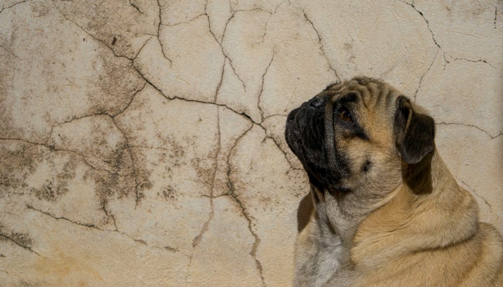 60 artist-inspired names for creative dogs - The Naming Nook