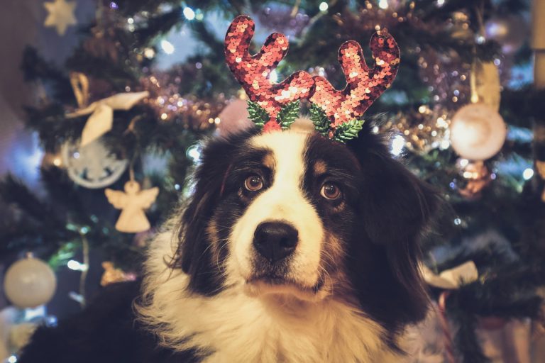 60 Dog Names Inspired by Christmas - The Naming Nook