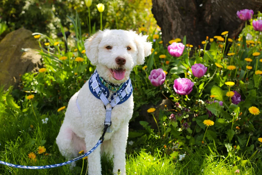40 Dogs Names Inspired by the Months of the Year - The Naming Nook