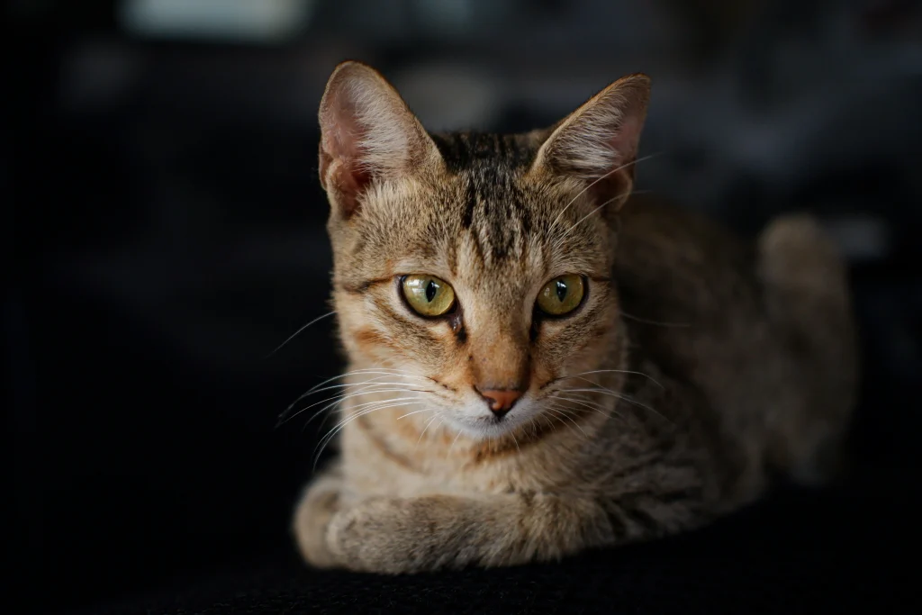 50 Cat Names Inspired by Days of the Week - The Naming Nook